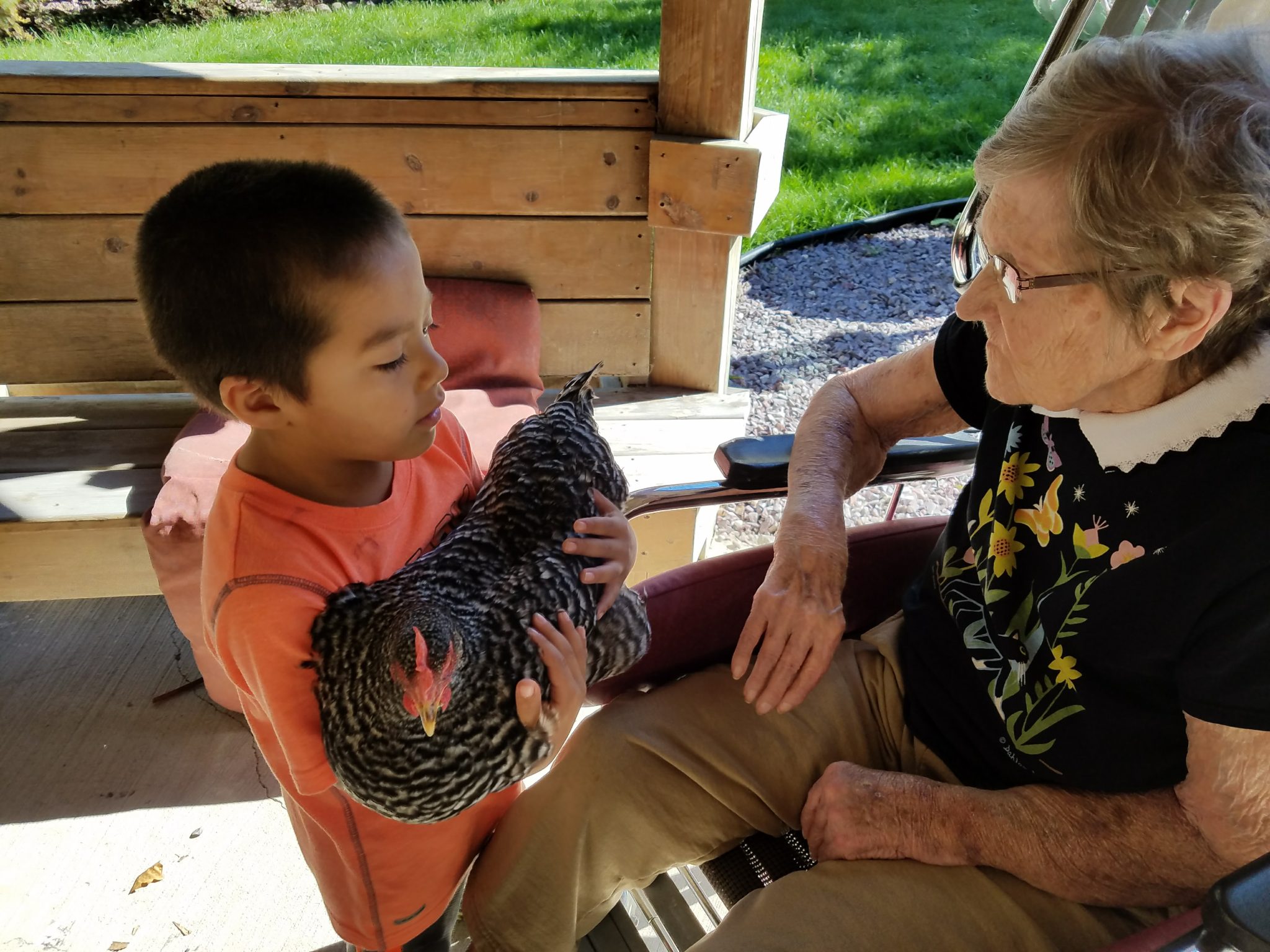 Bethel Home Helping Hens - Backyard Poultry